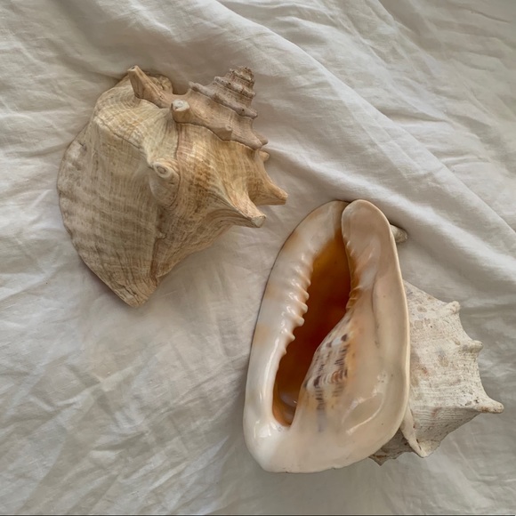 Vintage | Accents | Vintage Conch Shell | Poshmark